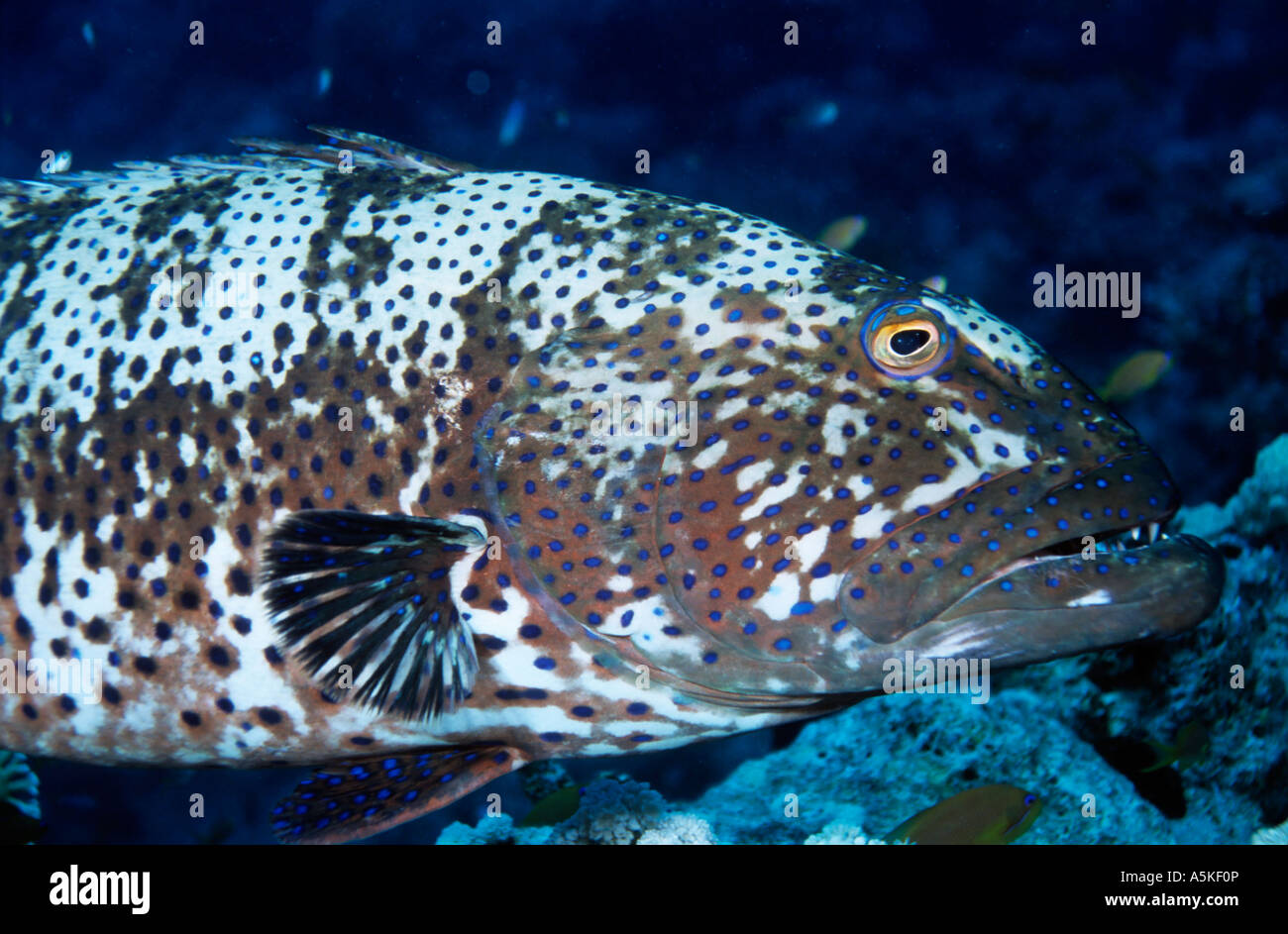 Spotty Fish High Resolution Stock Photography and Images - Alamy