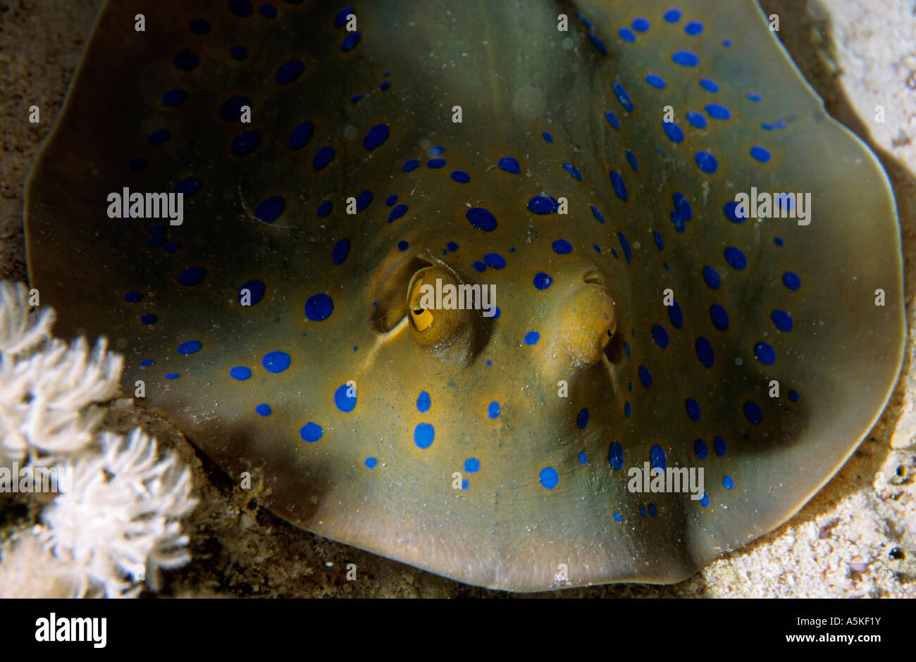 Bluespotted Stingray (Taeniura lymma) on sandy ocean floor, Red Sea ...