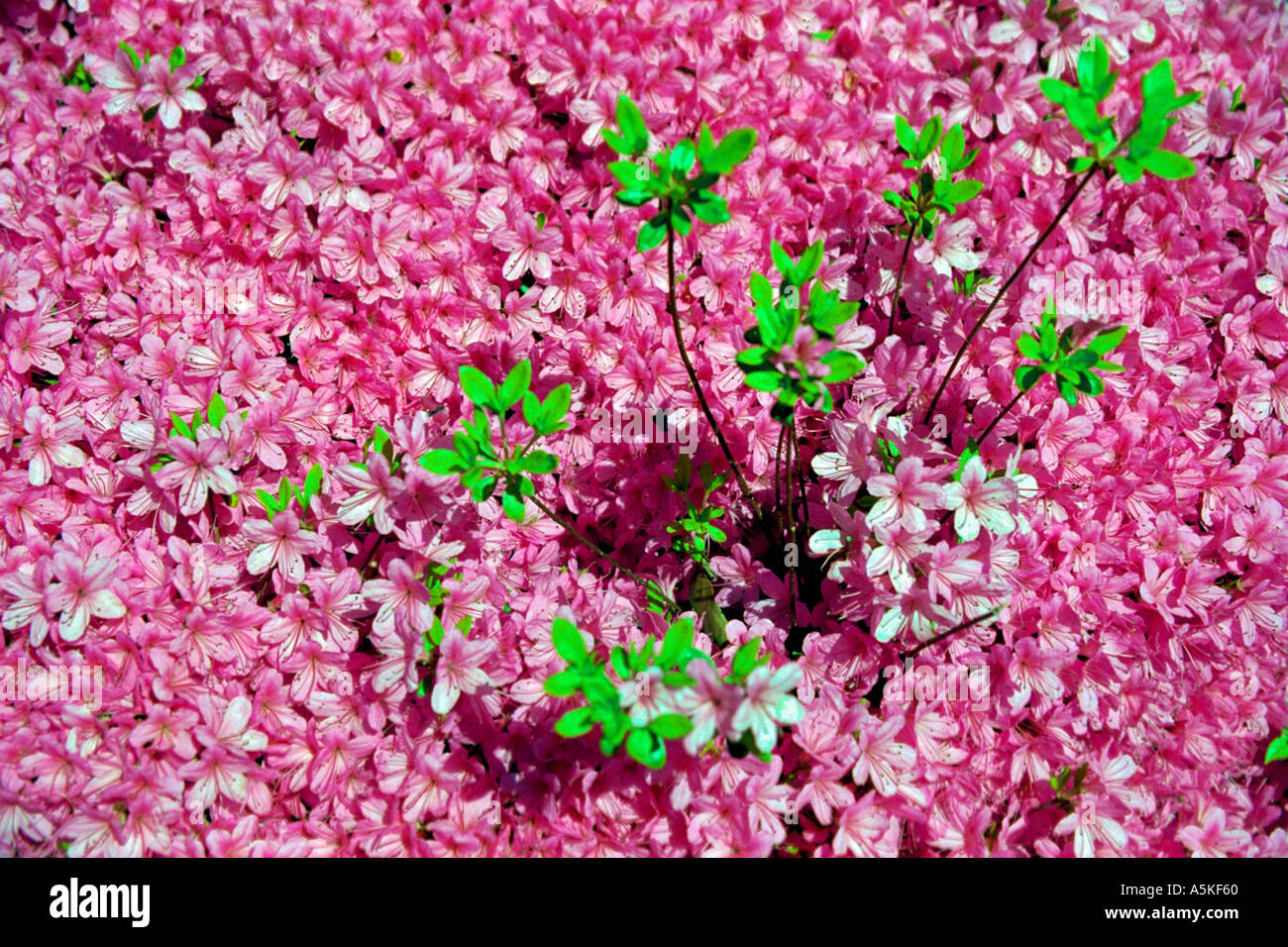 Blast flowers hi-res stock photography and images - Alamy
