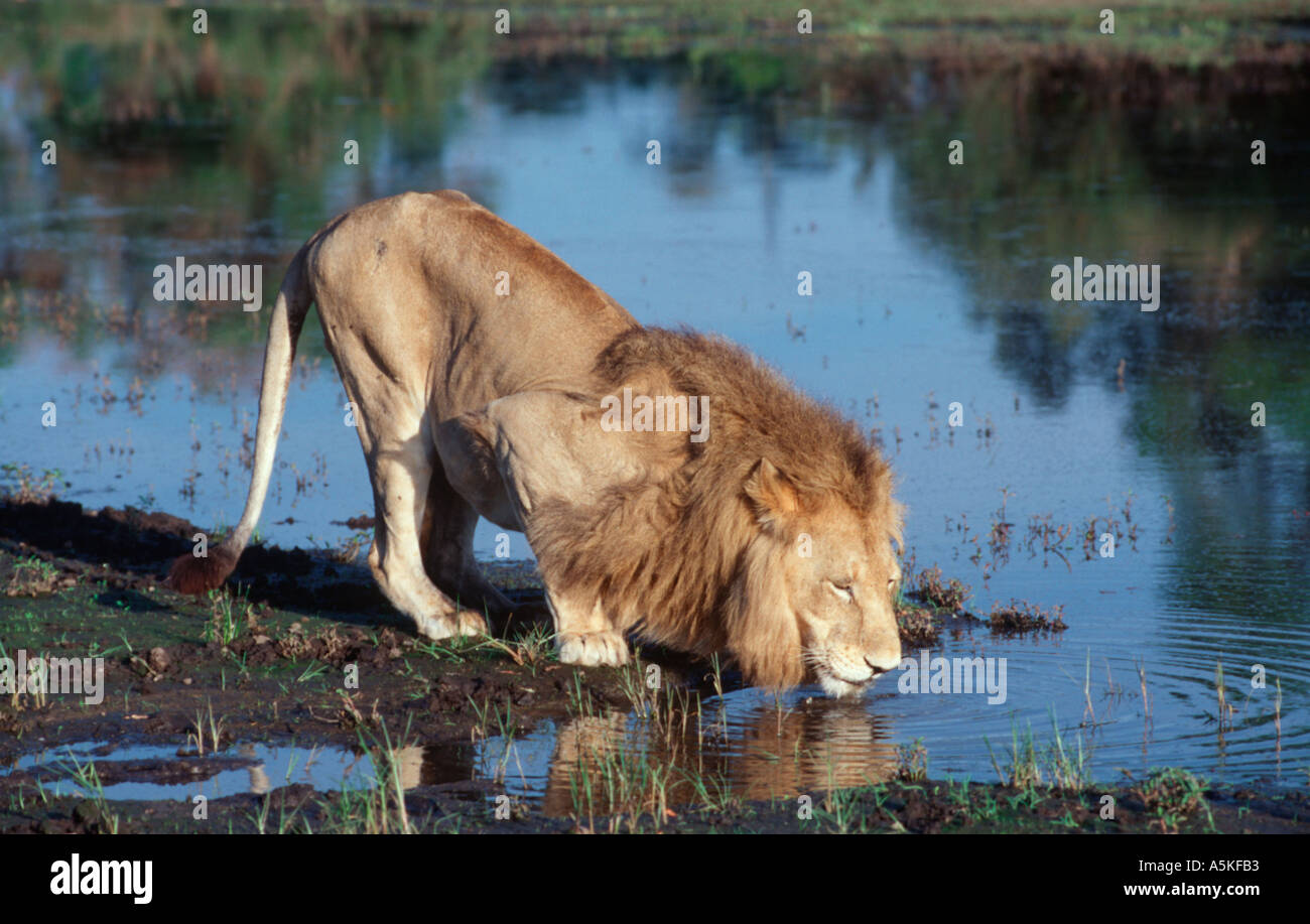 Lion lapping hi-res stock photography and images - Alamy