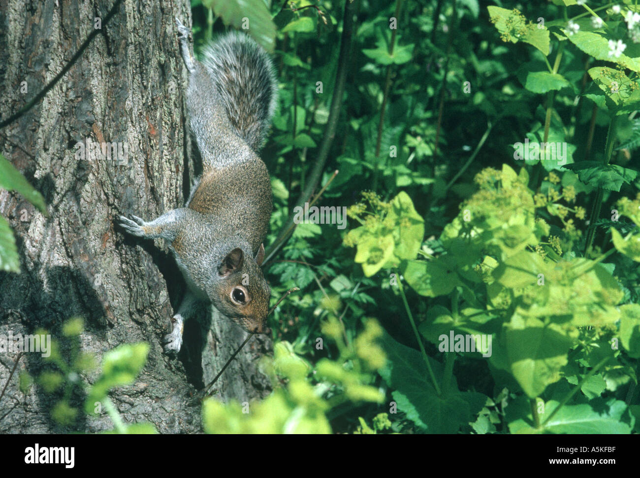 Grey squirrel on tree trunk Stock Photo - Alamy