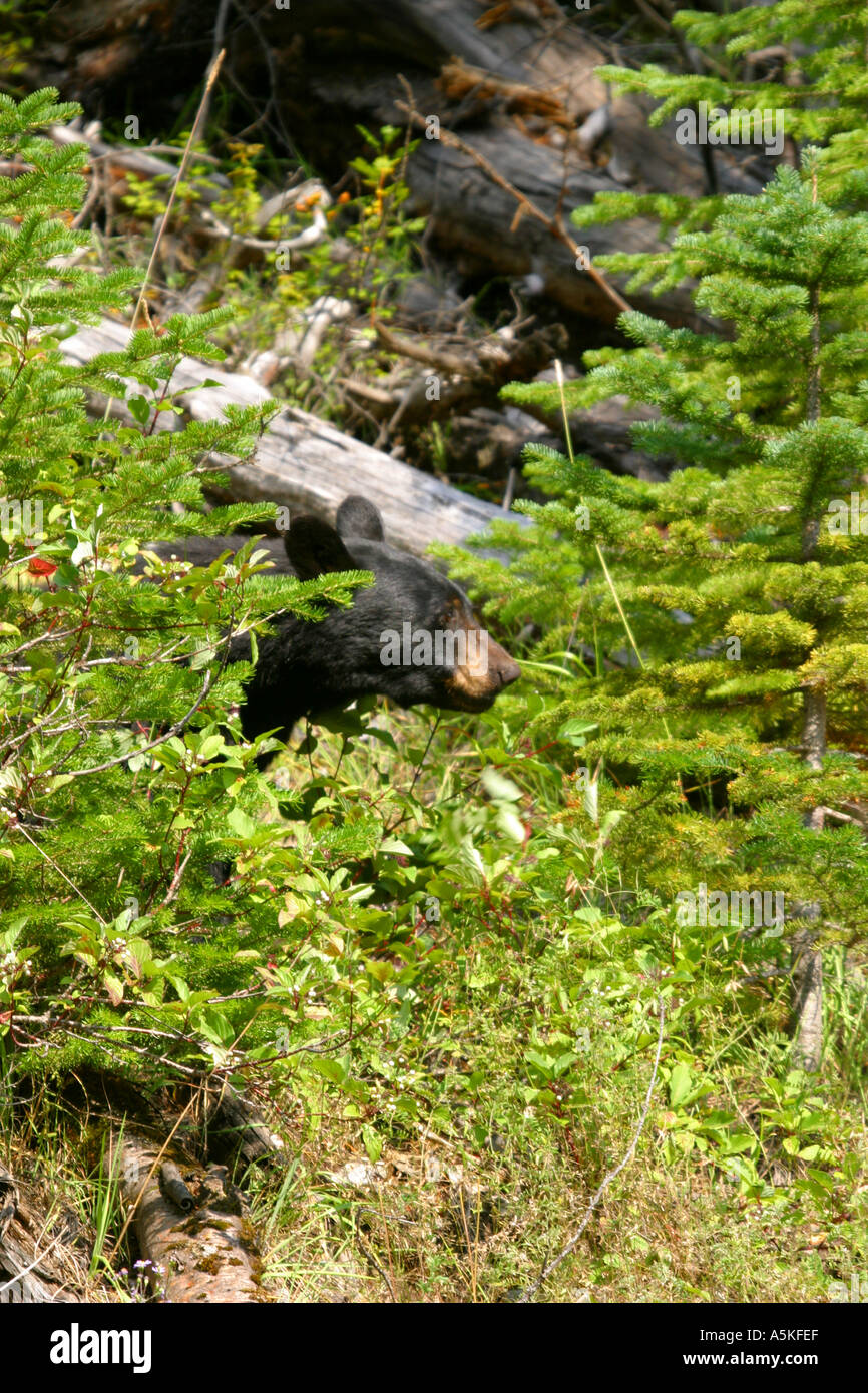 Vertical Black bear; ursus americanu Stock Photo - Alamy