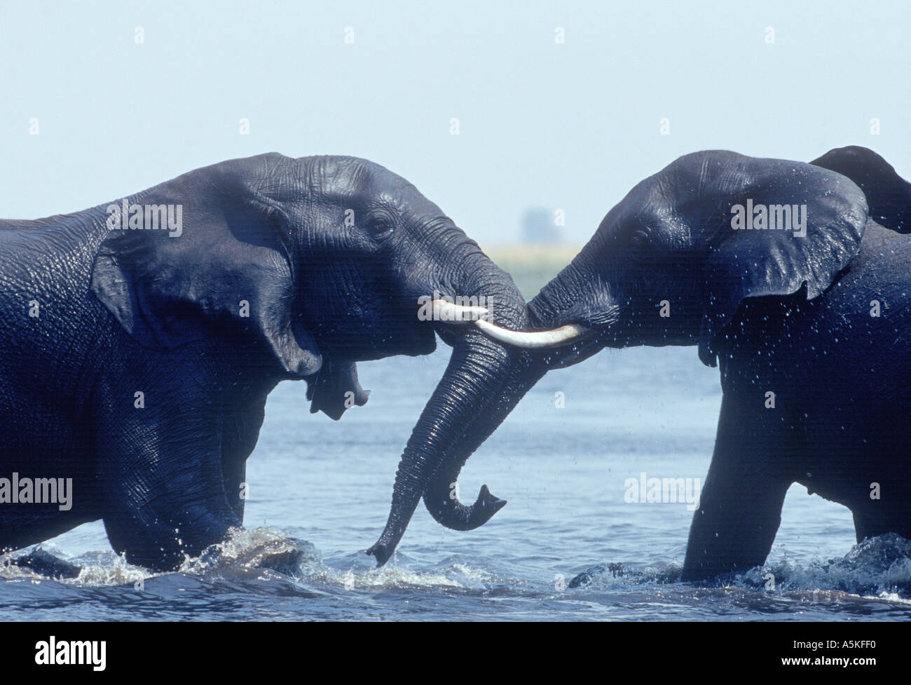 Elephants fight hi-res stock photography and images - Alamy