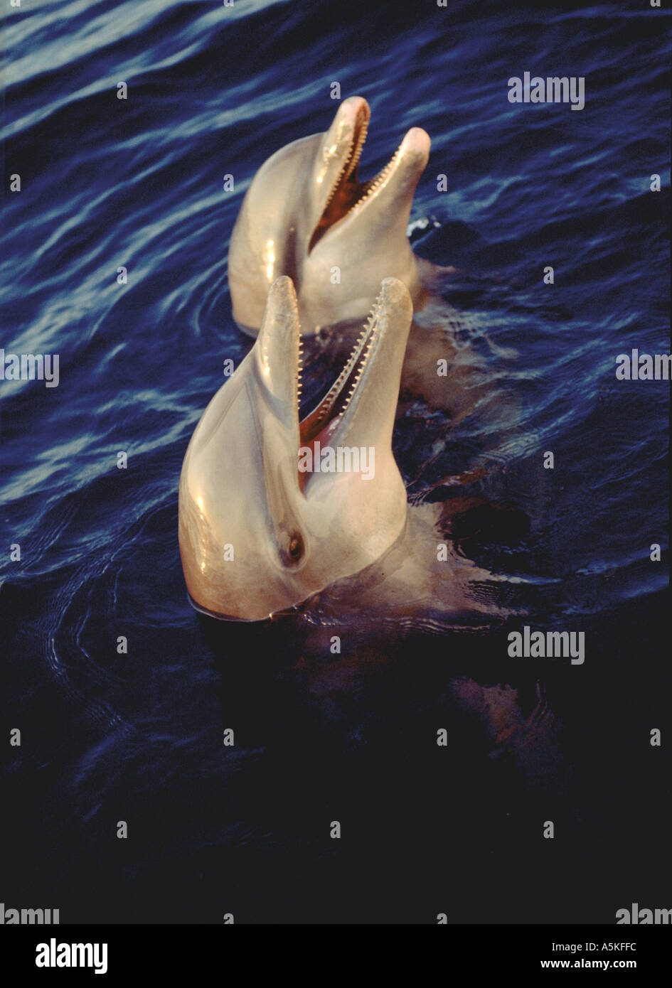 Dolphins mouths hi-res stock photography and images - Alamy