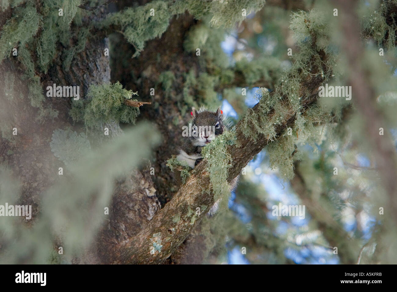 The Mount Graham red squirrel Tamiasciurus hudsonicus grahamensis is ...