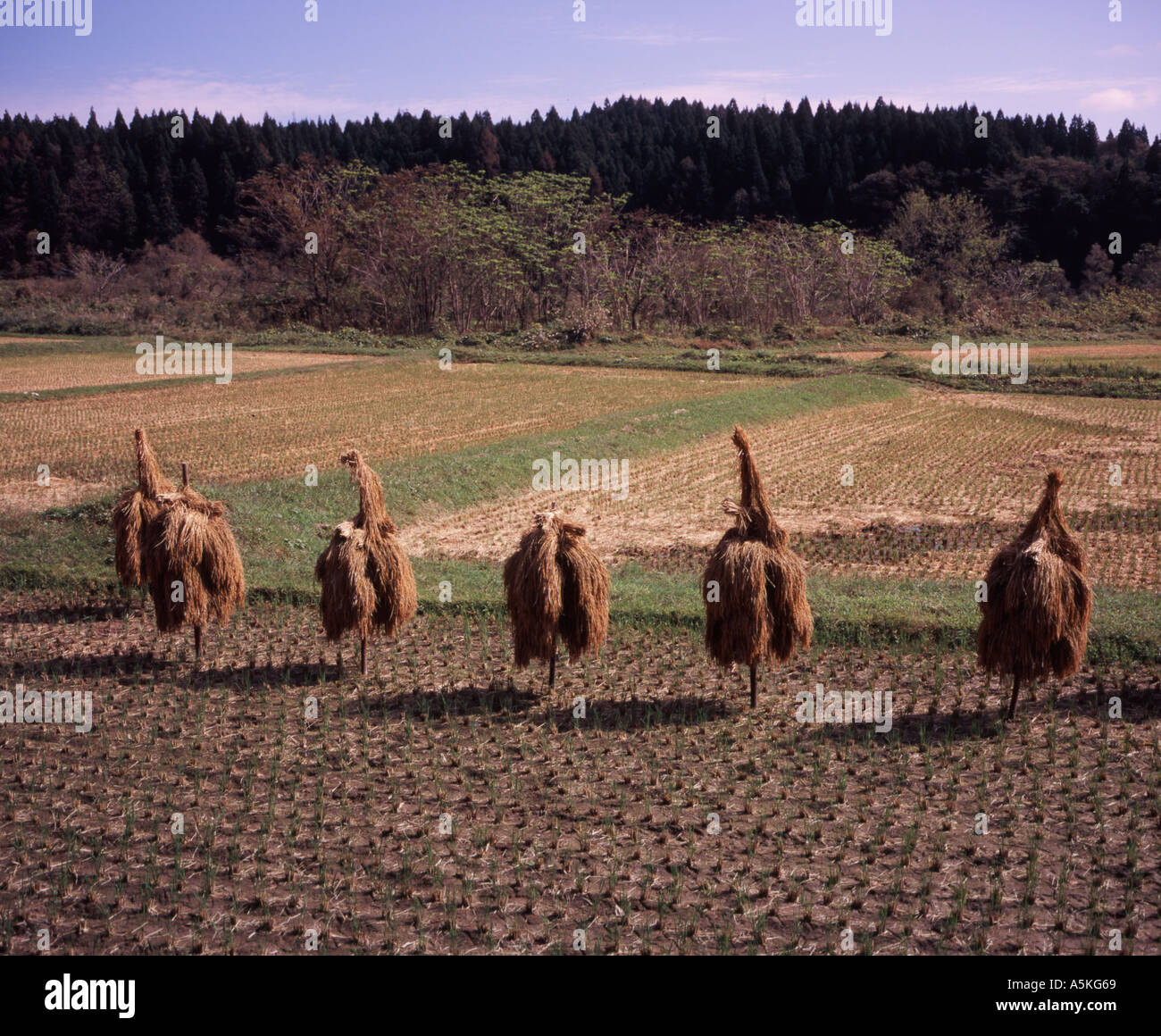 Quality Sake producing Rice Fields Akita Prefecture Japan Stock Photo ...