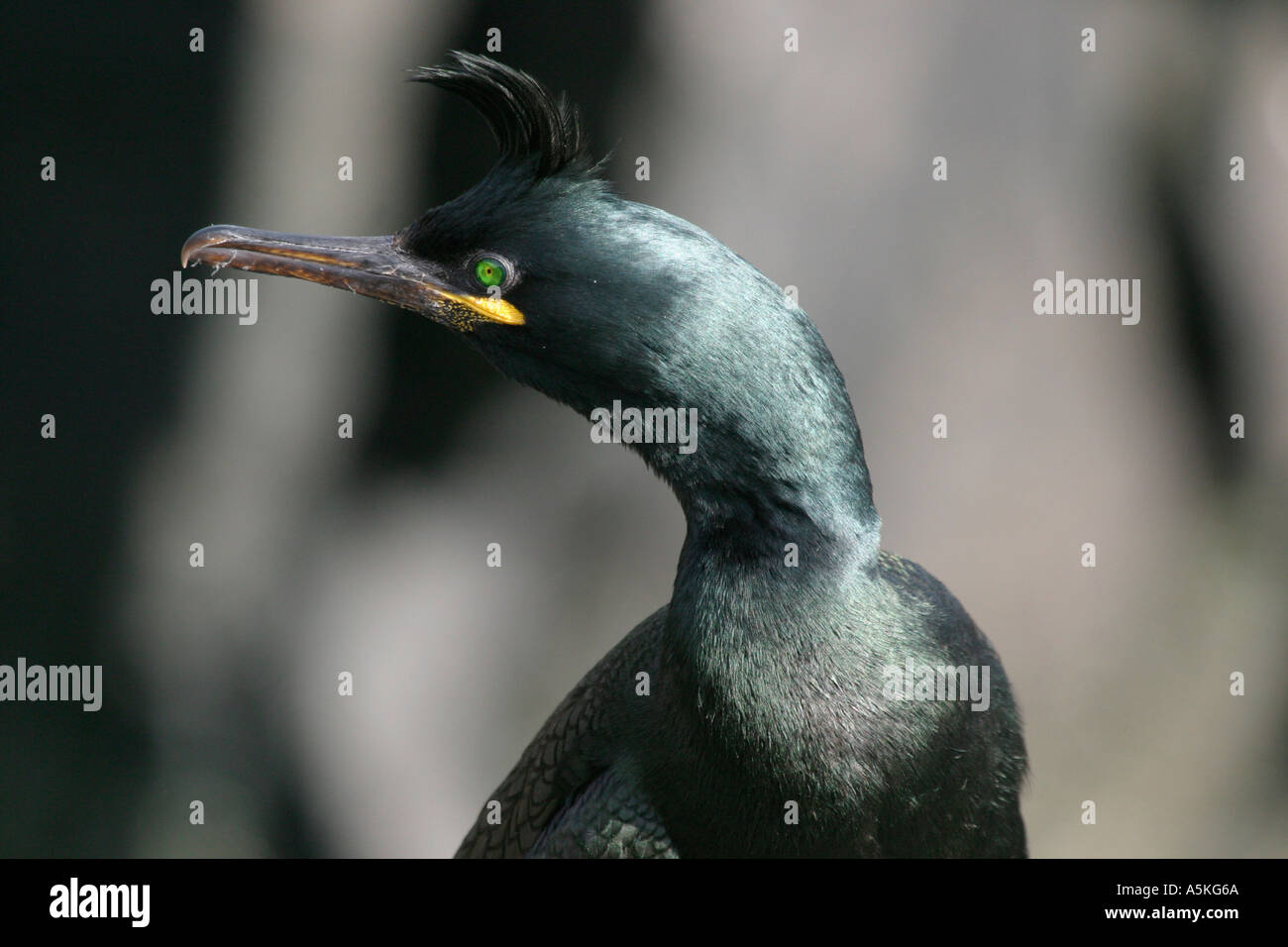 Isle of may bird shag hi-res stock photography and images - Alamy