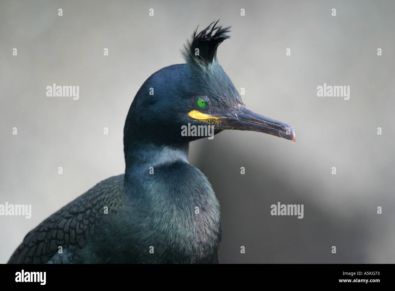 Isle of may bird shag hi-res stock photography and images - Alamy