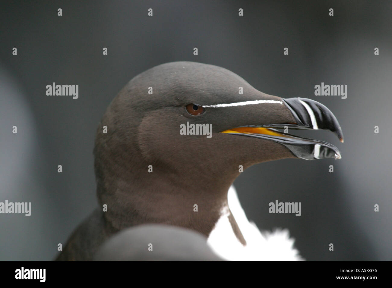 Species of auk hi-res stock photography and images - Alamy