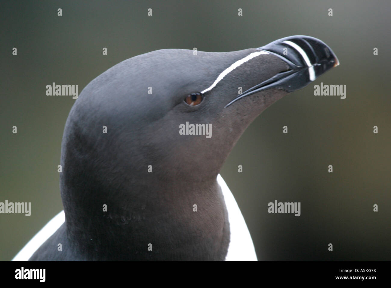Species of auk hi-res stock photography and images - Alamy