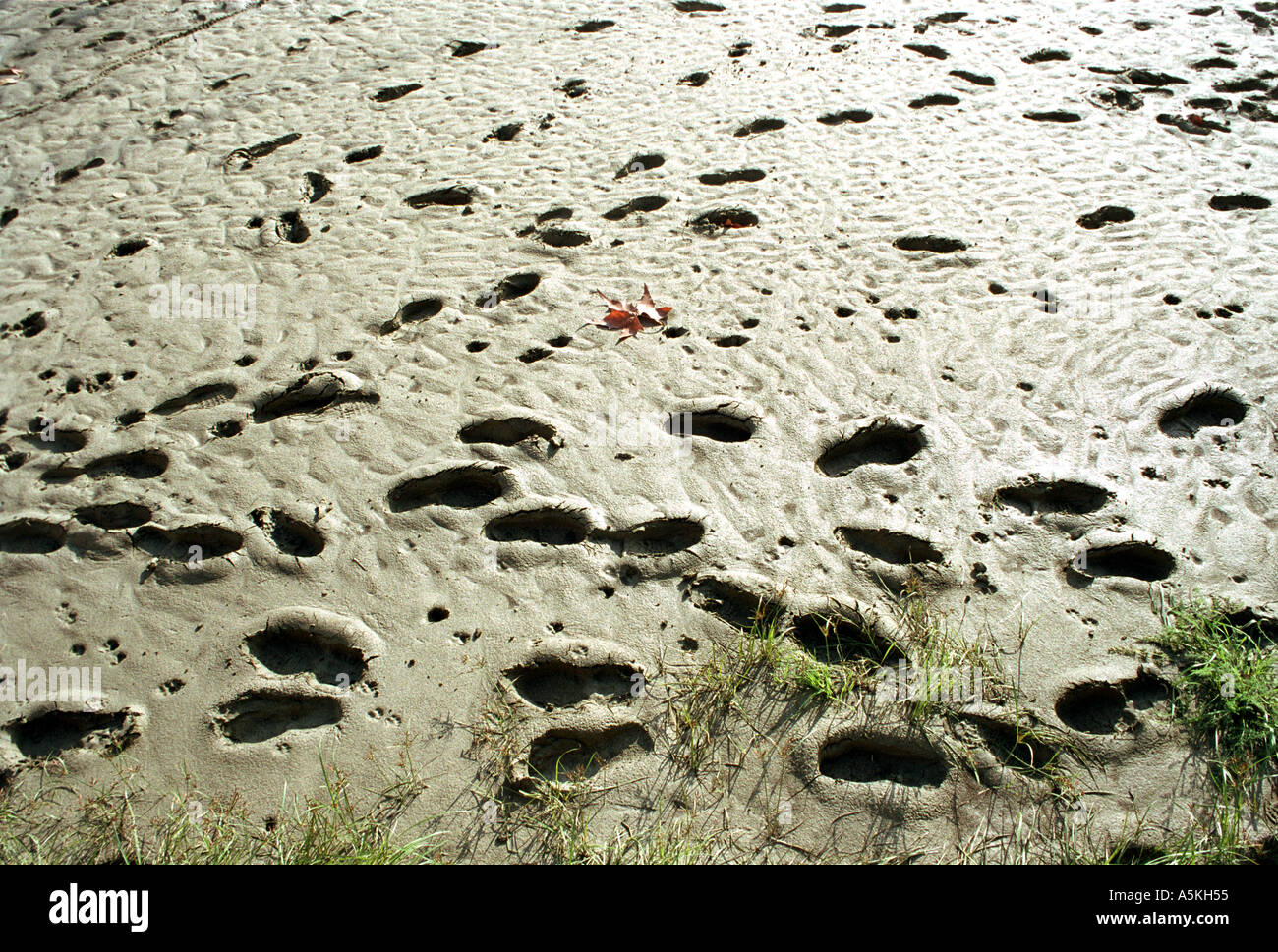 Man sinking in quicksand hi-res stock photography and images - Alamy