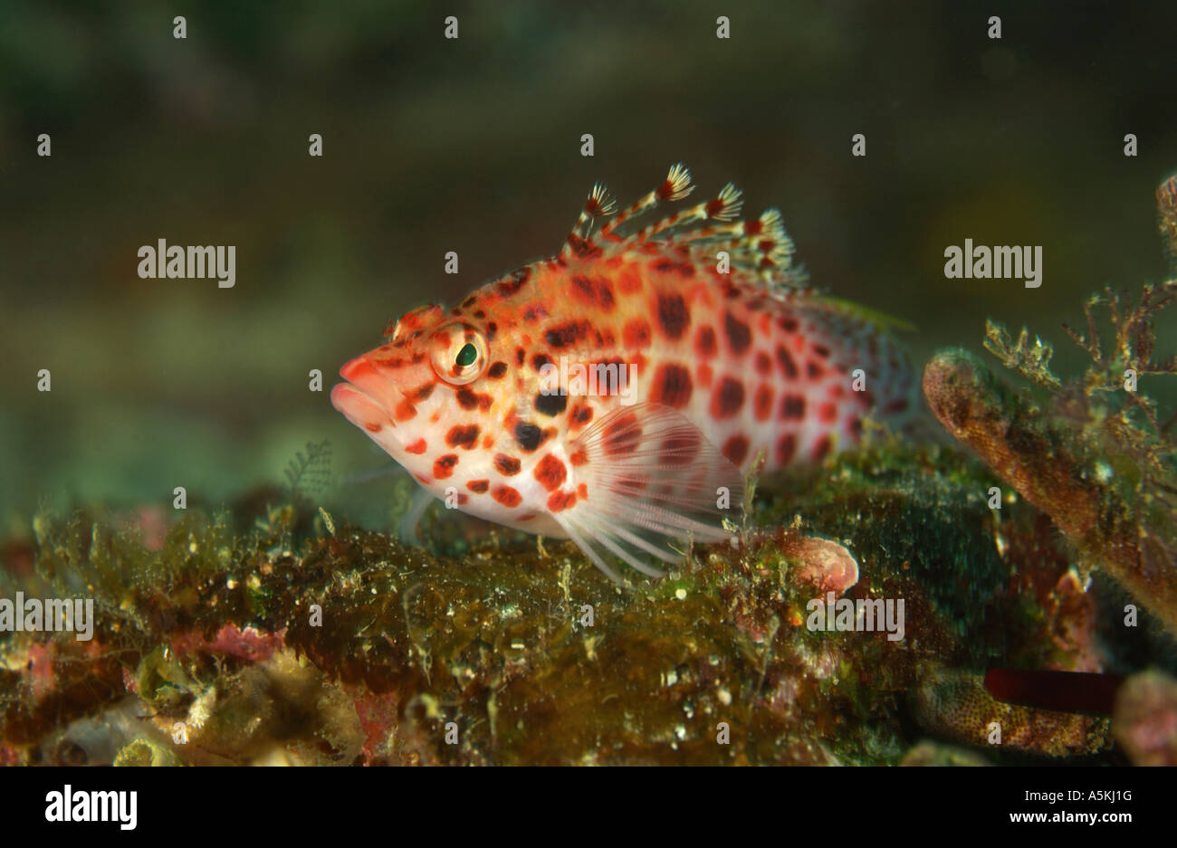 Hawkfish on Cousins Galapagos Ecuador Stock Photo - Alamy