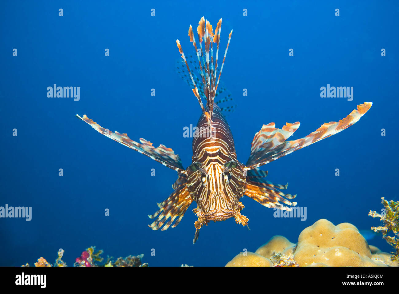 Lionfish on sunken ship Yamagiri Maru Truk Lagoon Chuuk Federated ...
