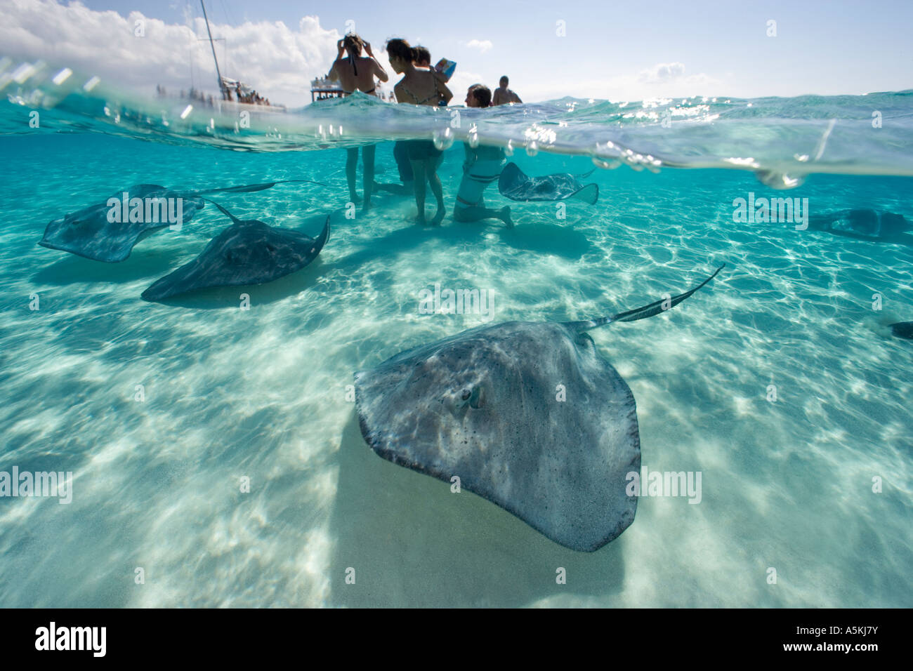 Under over view of tourists interacting with stingrays at Sandbar North ...