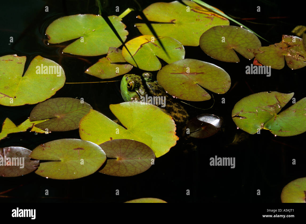 A bull frog in the water Stock Photo - Alamy