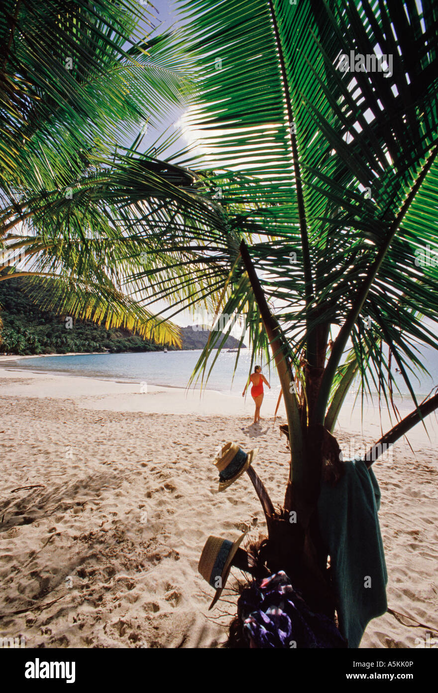 BVI Tortola Cane Garden Bay palm tree in front of Stanley s Stock Photo ...
