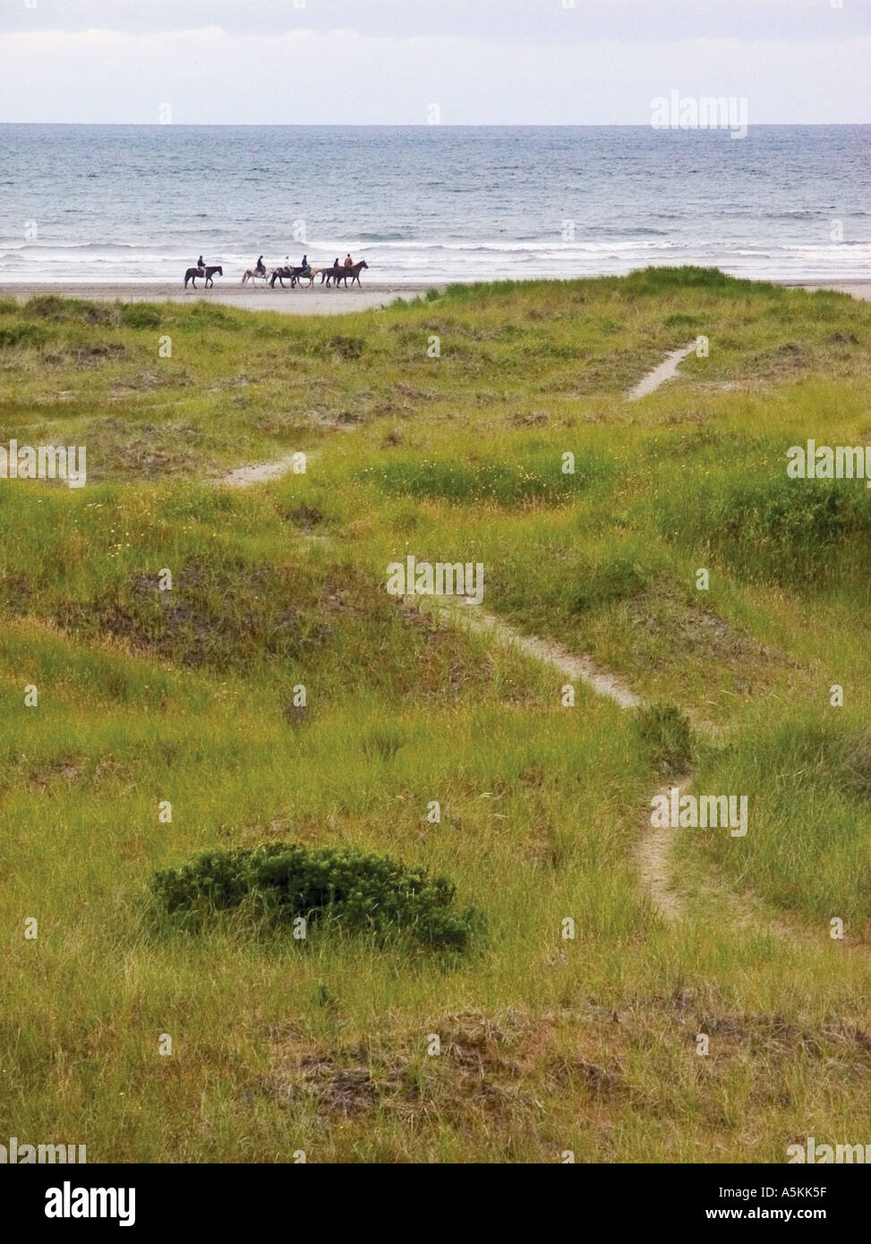 People riding horses along the beach at Ocean Shores Washington State ...
