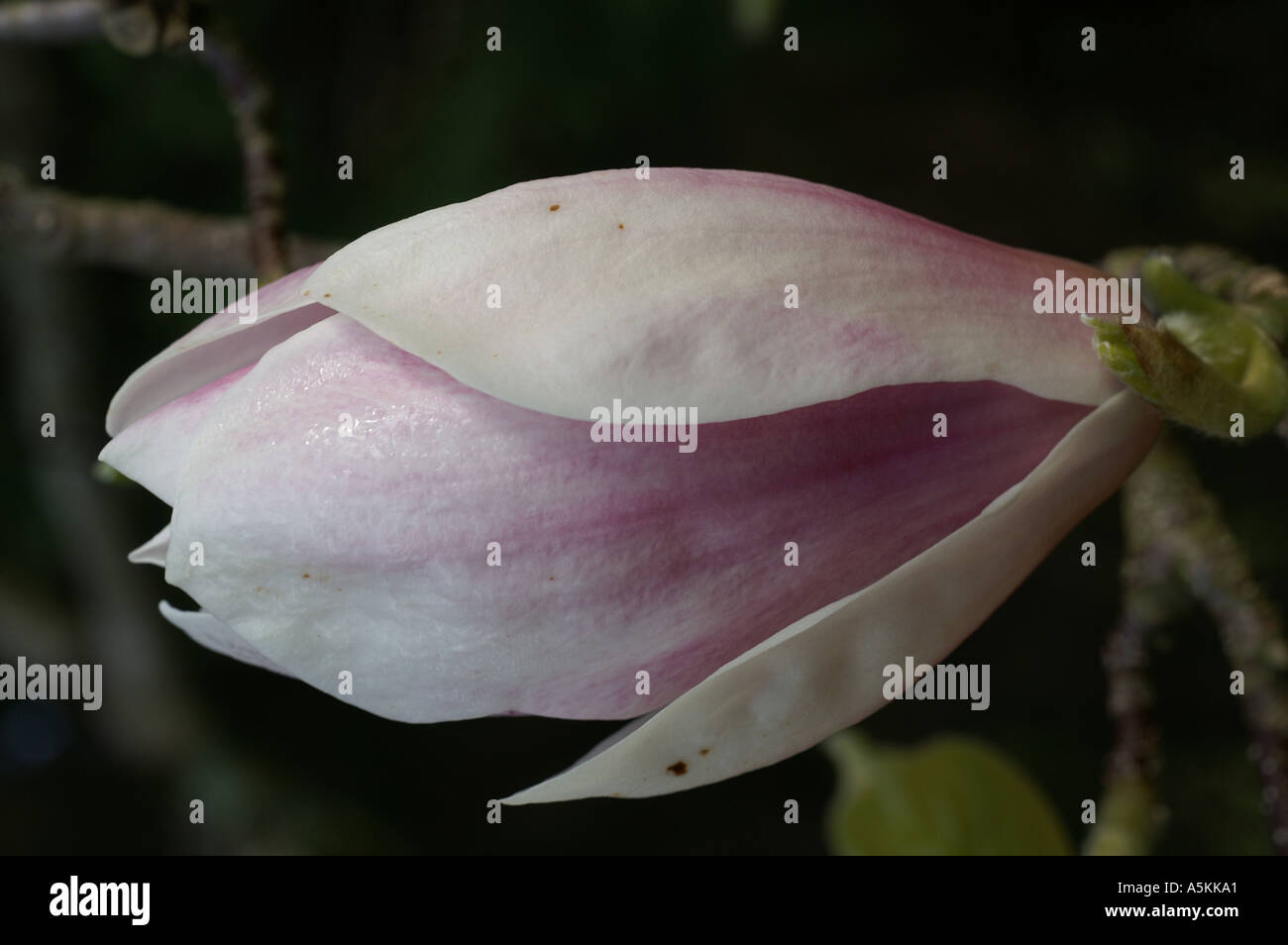 Upright to rounded shrub hi-res stock photography and images - Alamy