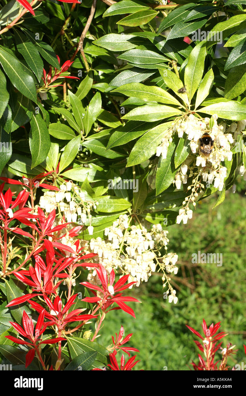 Pieris Ericaceae genus of evergreen shrubs grown for foliage Stock ...
