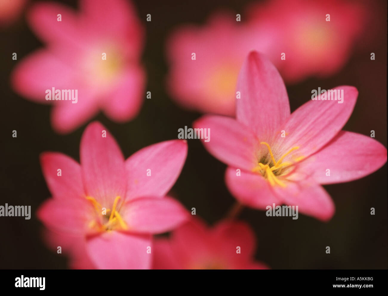 Fiji Taveuni flowers Stock Photo - Alamy