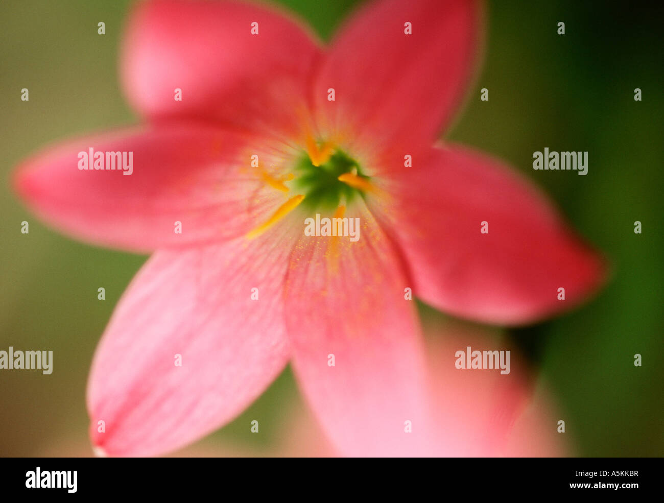 Fiji Flowers Stock Photos & Fiji Flowers Stock Images - Alamy