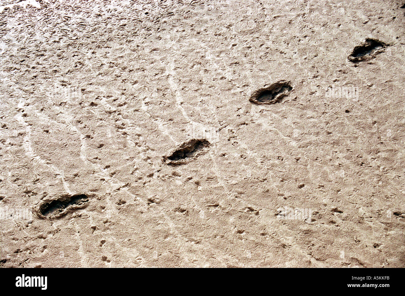 footsteps in mud Stock Photo - Alamy