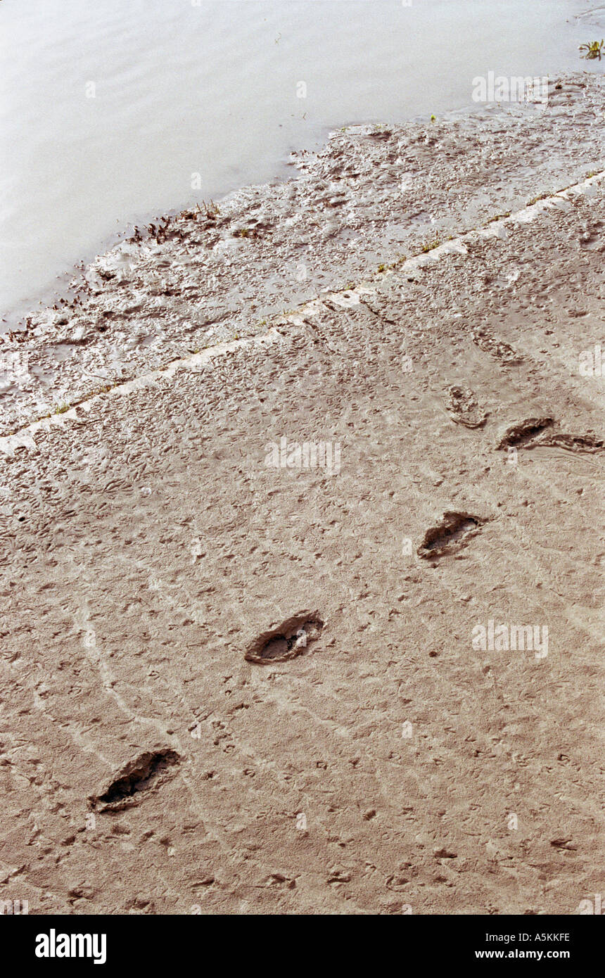 footsteps in mud by river bank Stock Photo - Alamy