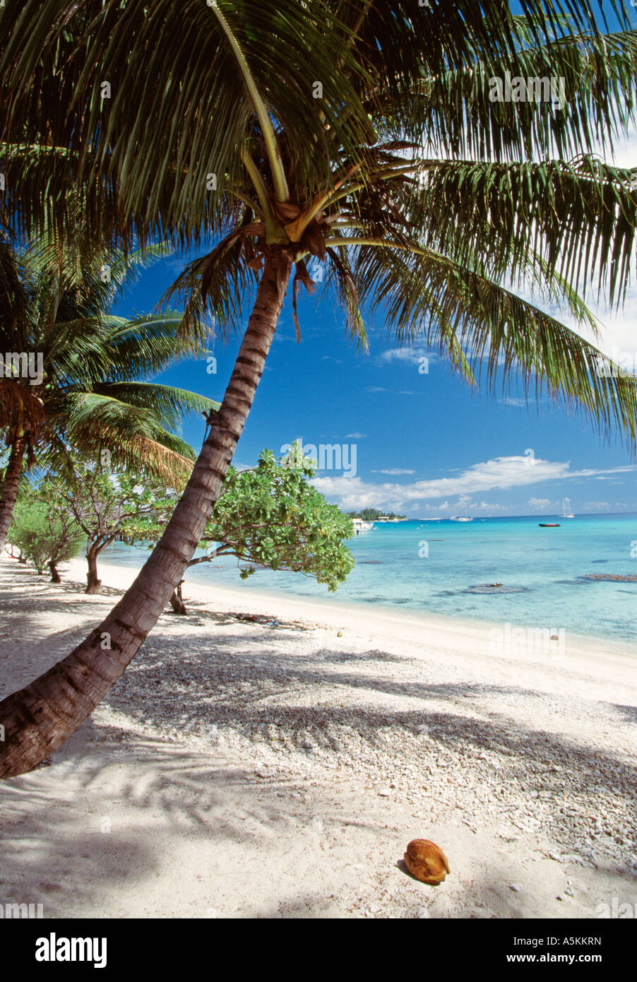 French Polynesia Rangiroa Beach scenic with palms Stock Photo - Alamy