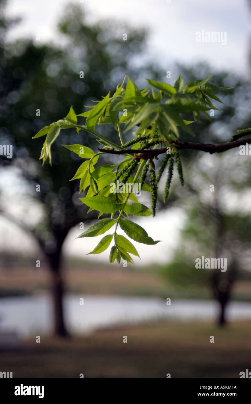 Pecan tree leaves hi-res stock photography and images - Alamy