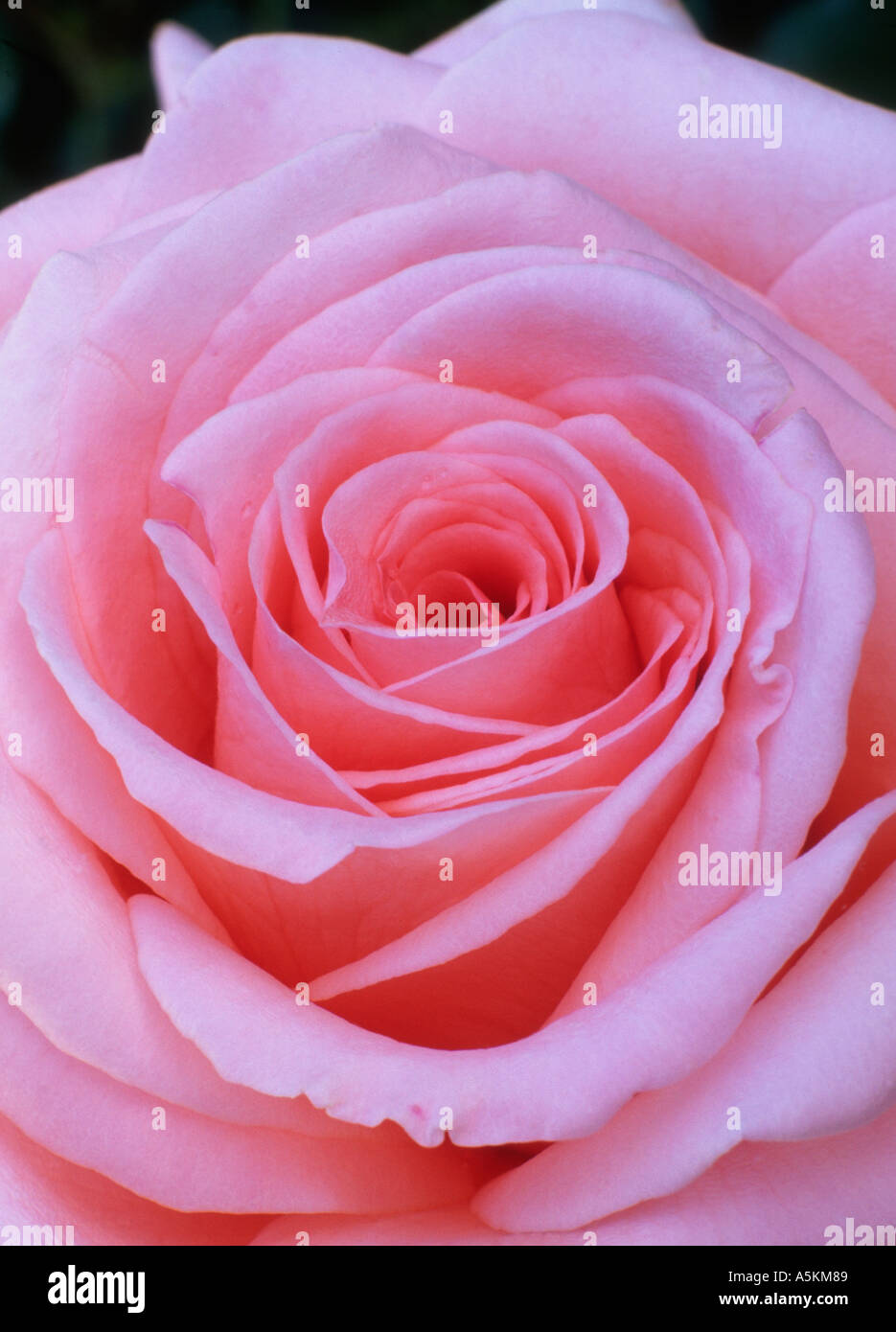 Rose rosa congratulations hi-res stock photography and images - Alamy