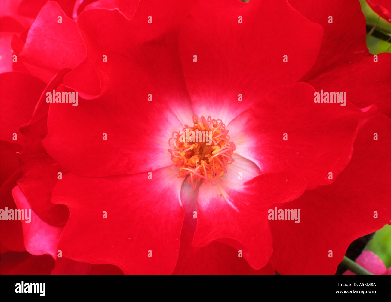 Climbing rose rosa dortmund hi-res stock photography and images - Alamy