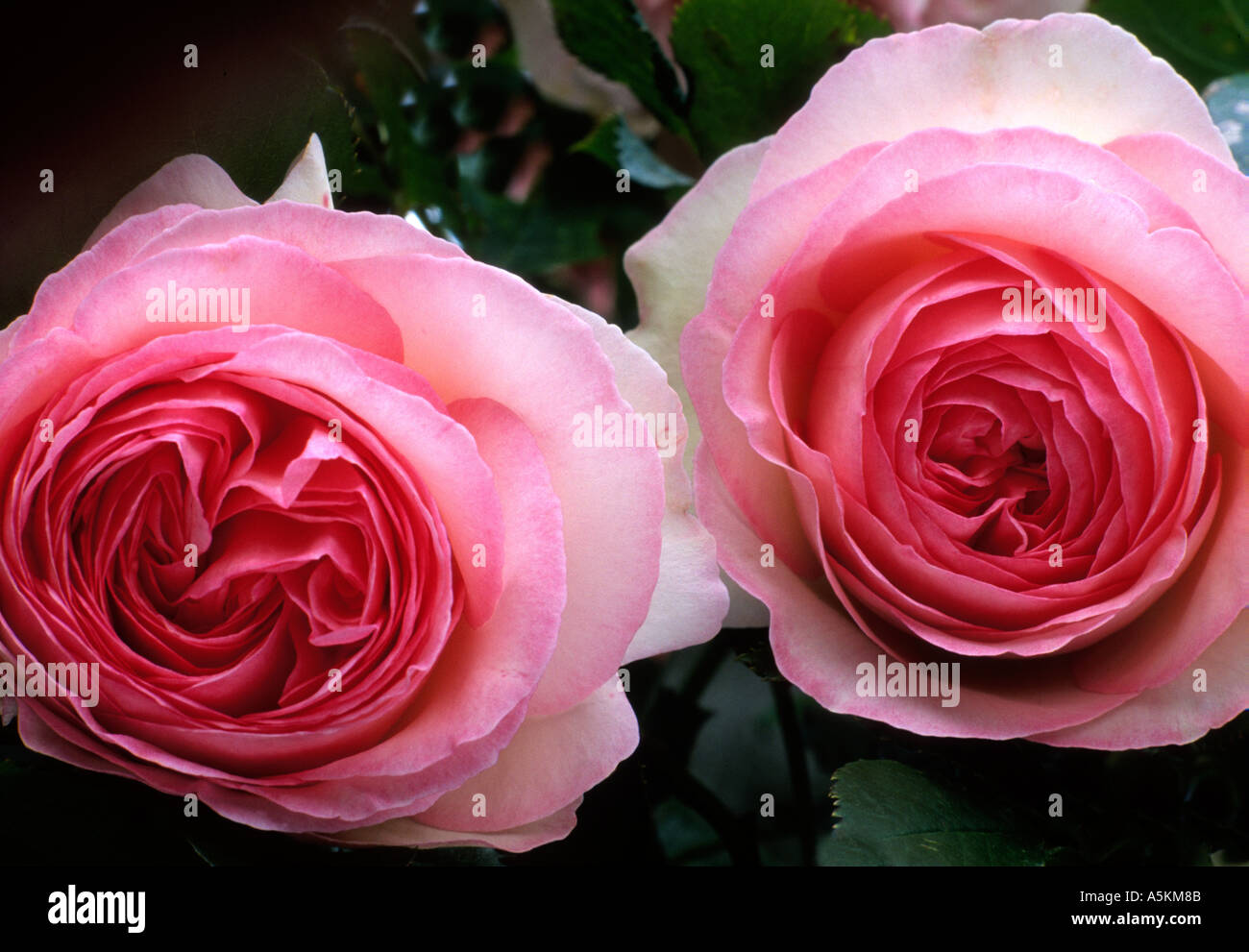 Rosa Eden Rose 88 Stock Photo - Alamy