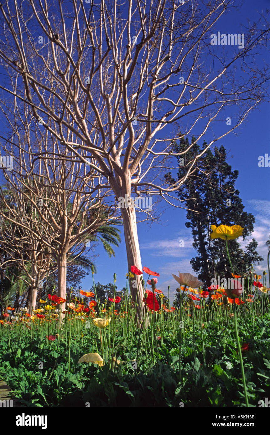 Trees and flowers at the Huntington Library Botanical Gardens San ...