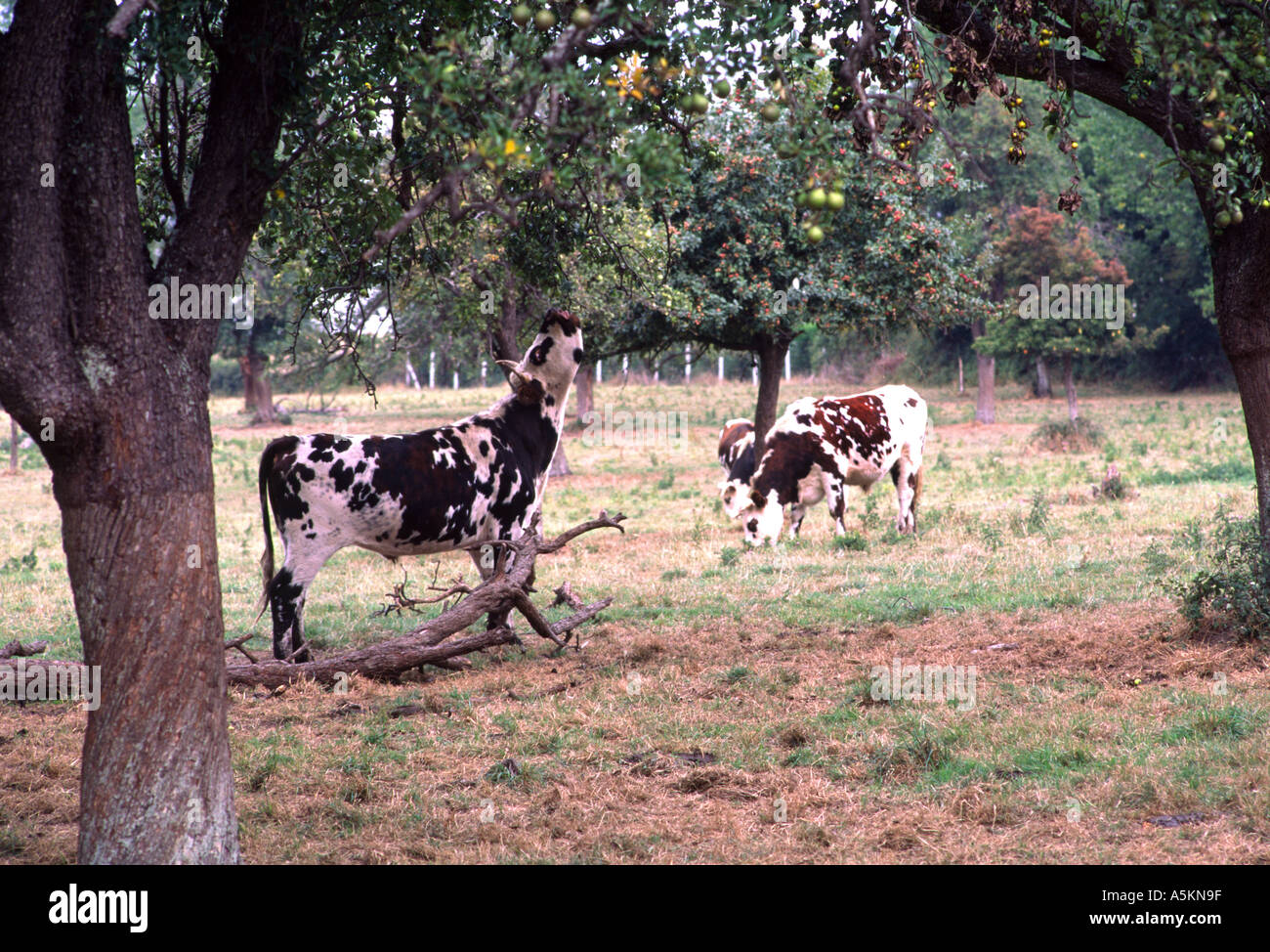 Cows eat autumn apples Normandy France Stock Photo - Alamy