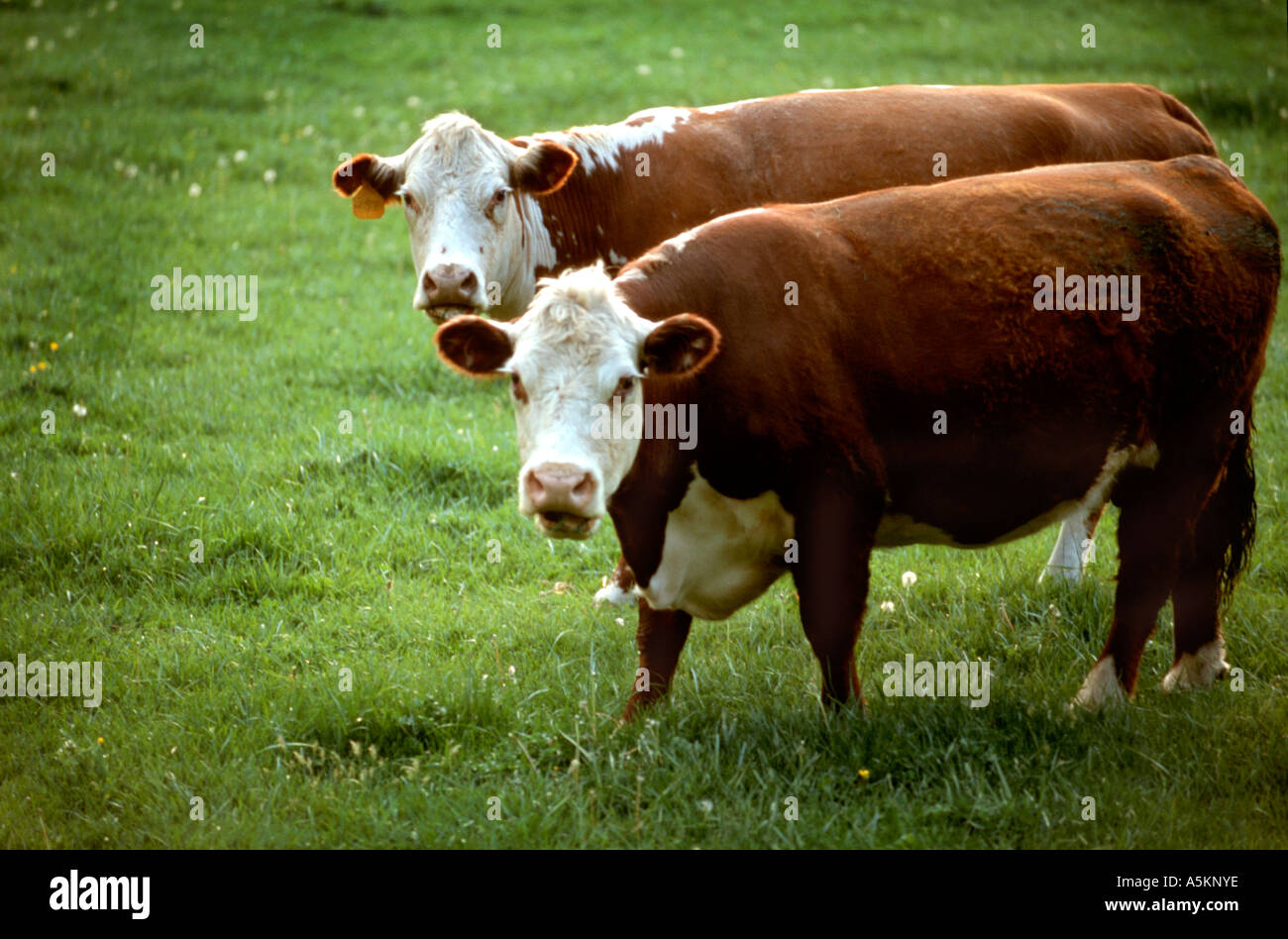 Two cows look up hi-res stock photography and images - Alamy
