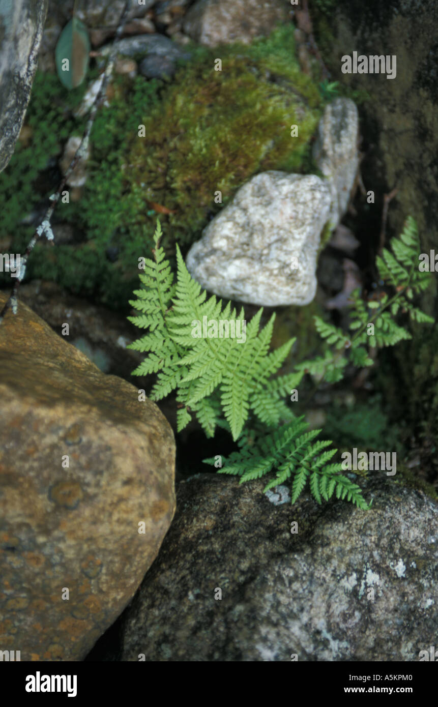 A lovely green fern is nestled into the crook of a pile of rocks Stock ...