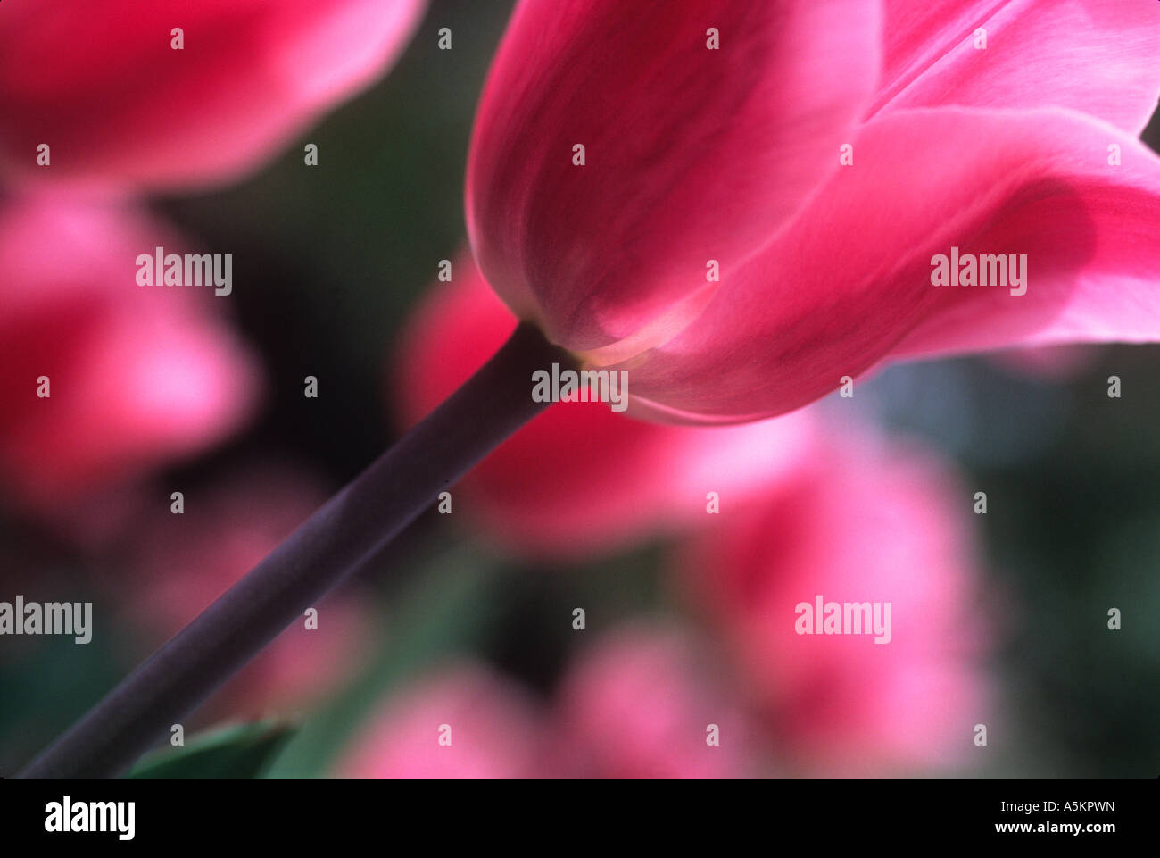 Tulips. Side view of a seasonal Peer Gynt pink tulip growing in a ...
