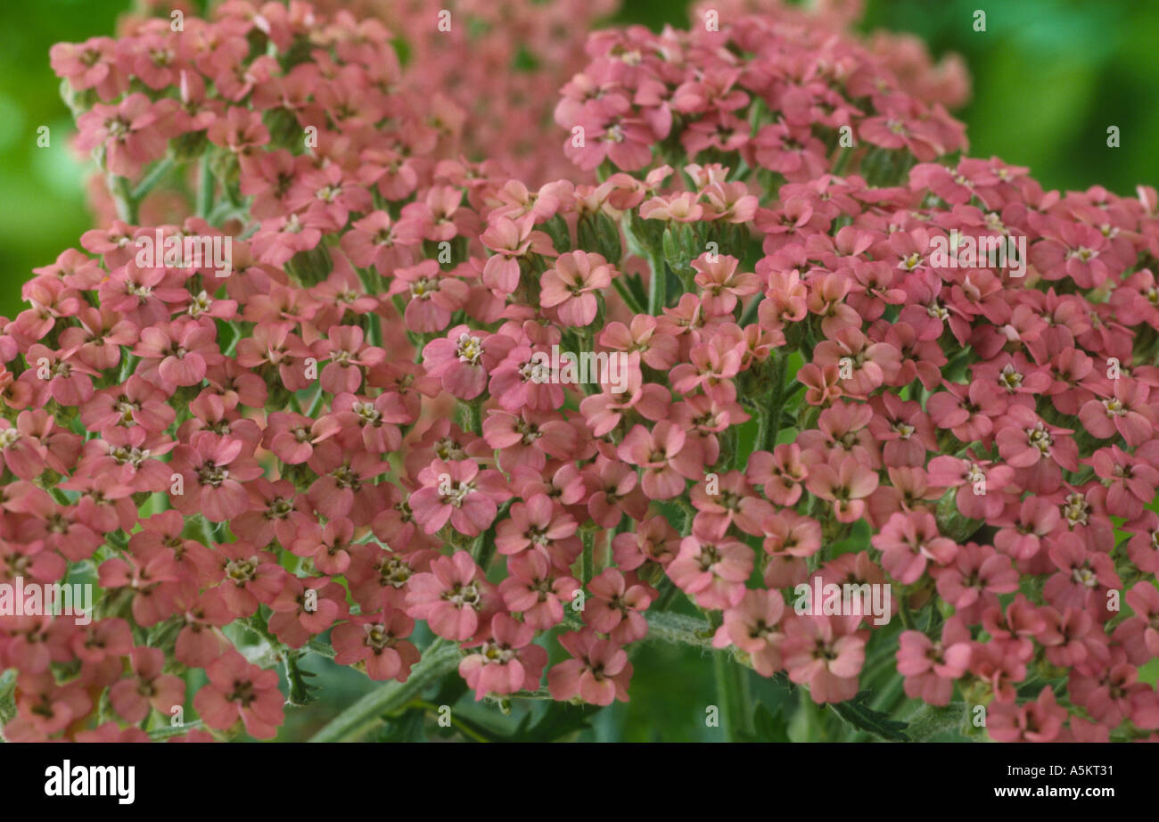 Achillea 'Pink Lady'. Yarrow Stock Photo - Alamy
