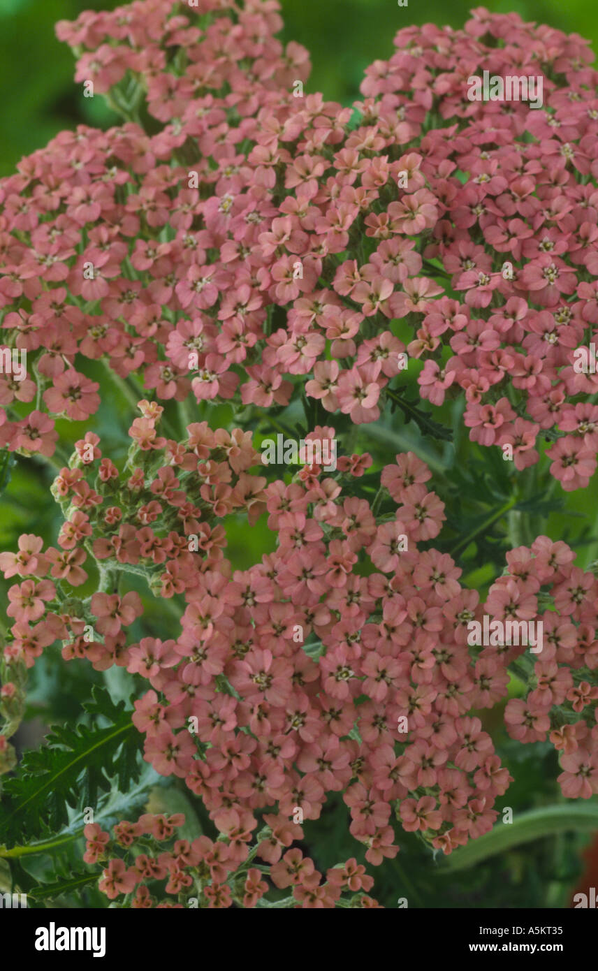 Achillea 'Pink Lady'. Yarrow Stock Photo - Alamy