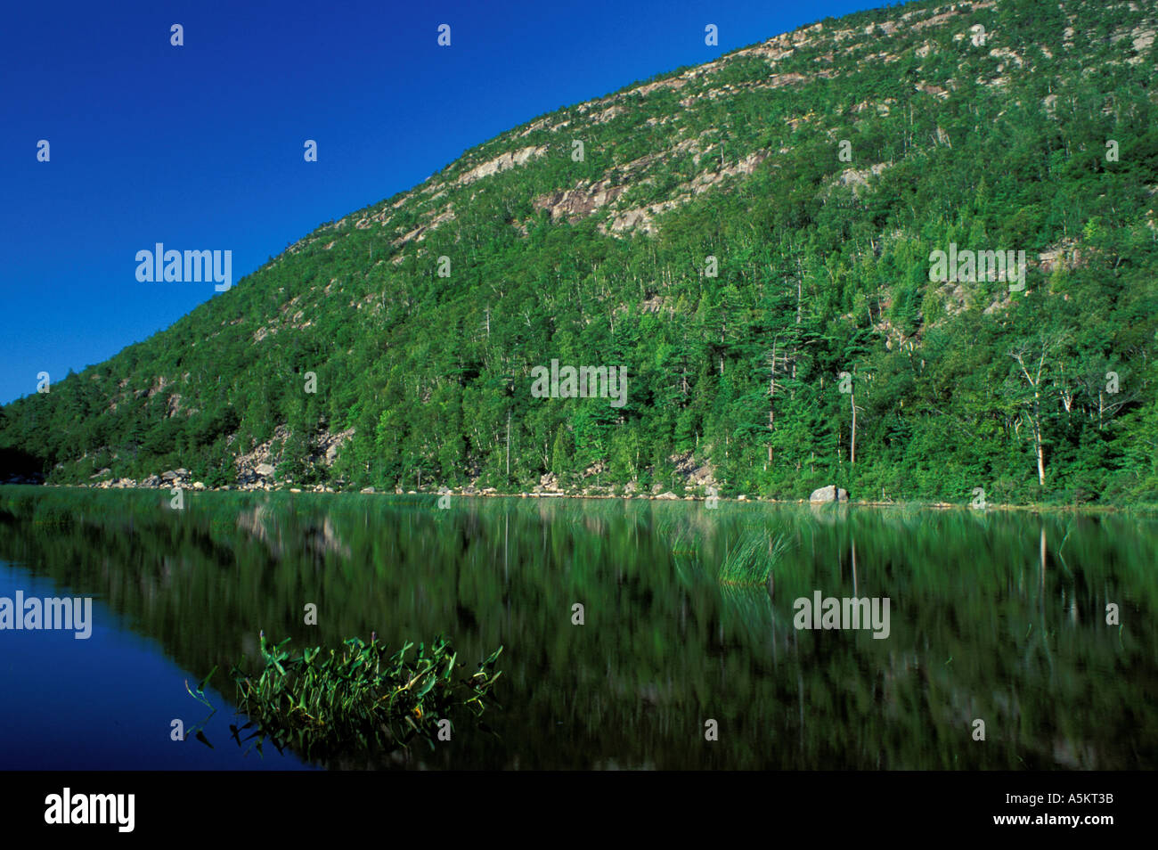 Acadia National Park ME The Tarn Dorr Mountain Pickerelweed Pontederia ...
