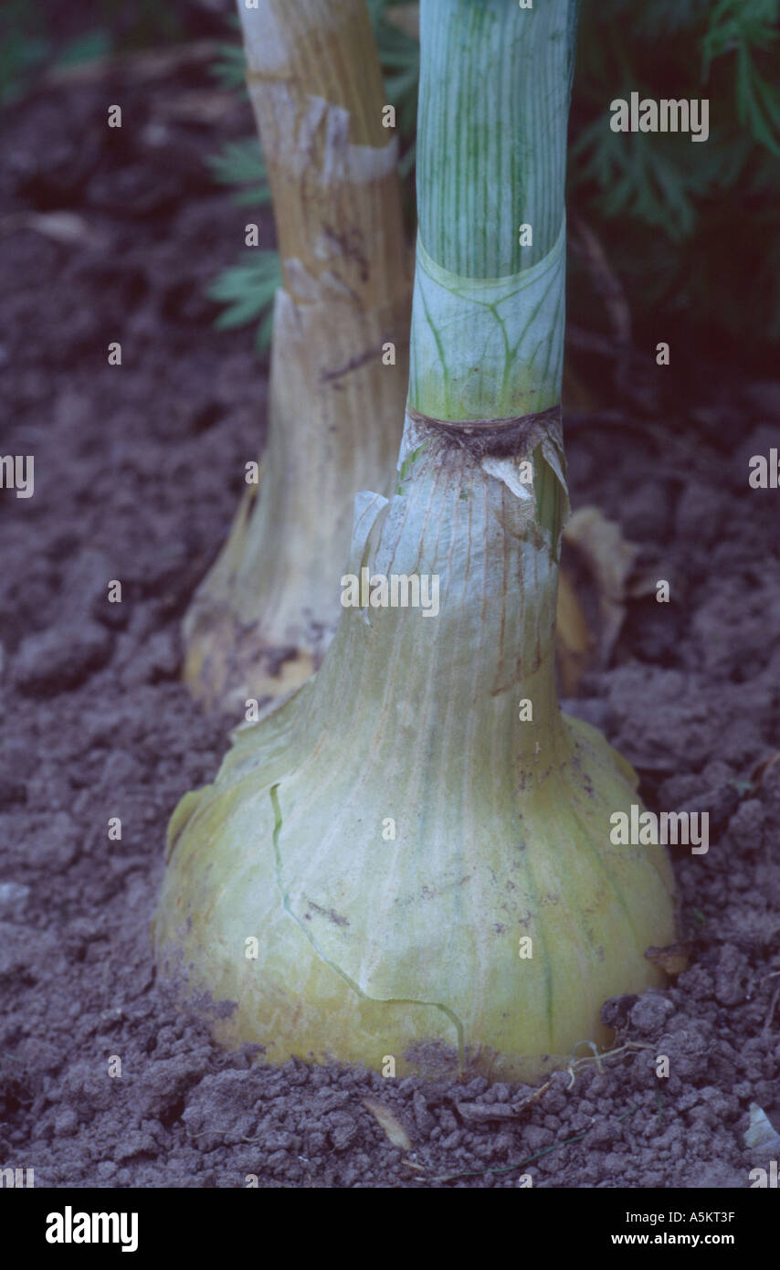 Allium cepa 'Jagro'. Onion Stock Photo - Alamy