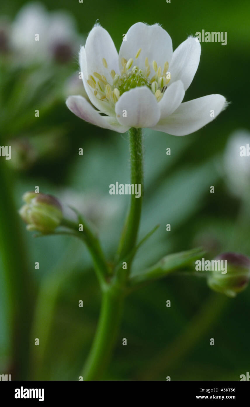 White windflower hi-res stock photography and images - Alamy