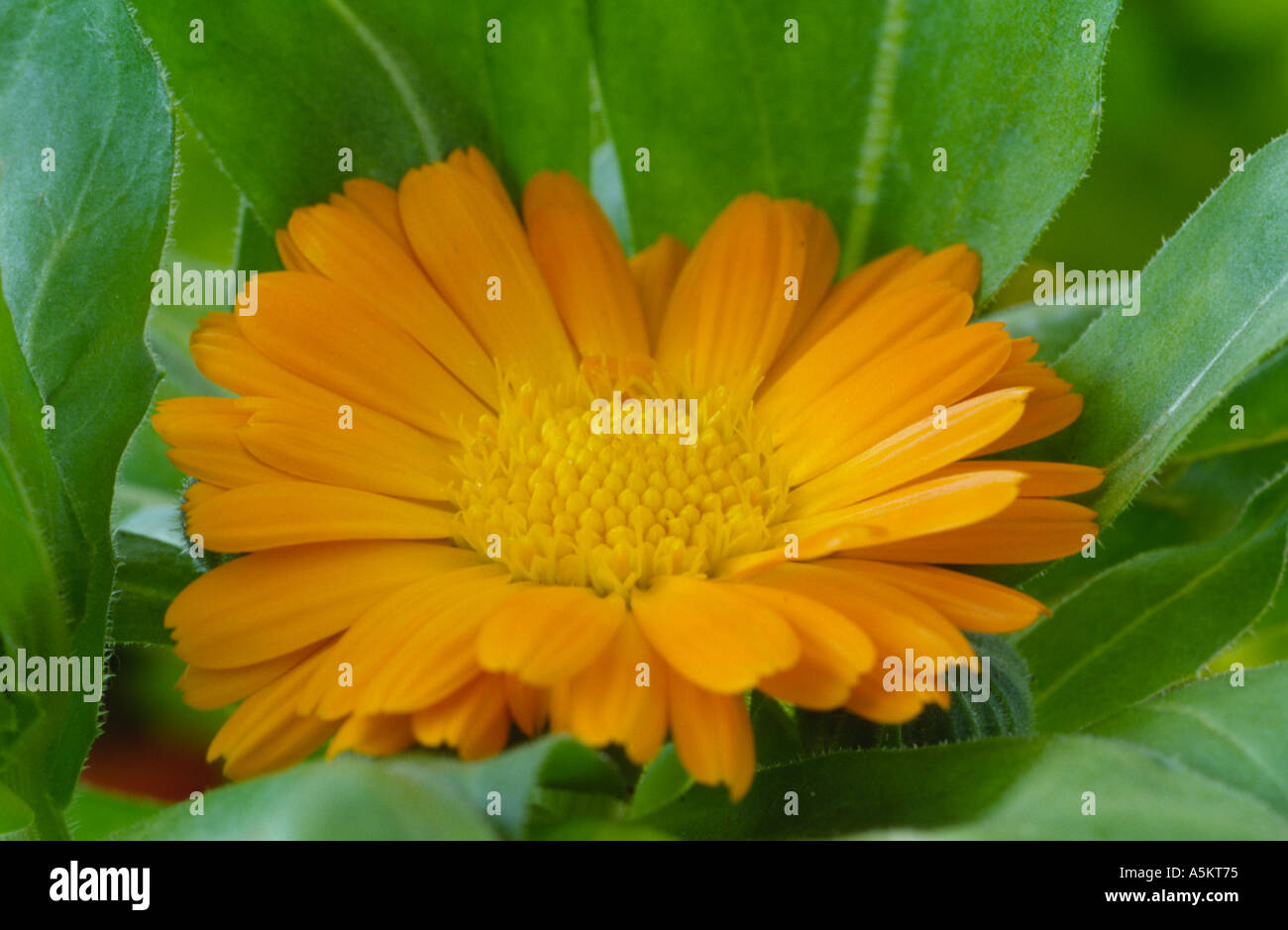 Calendula 'Daisy May'. English marigold, Pot marigold Stock Photo - Alamy