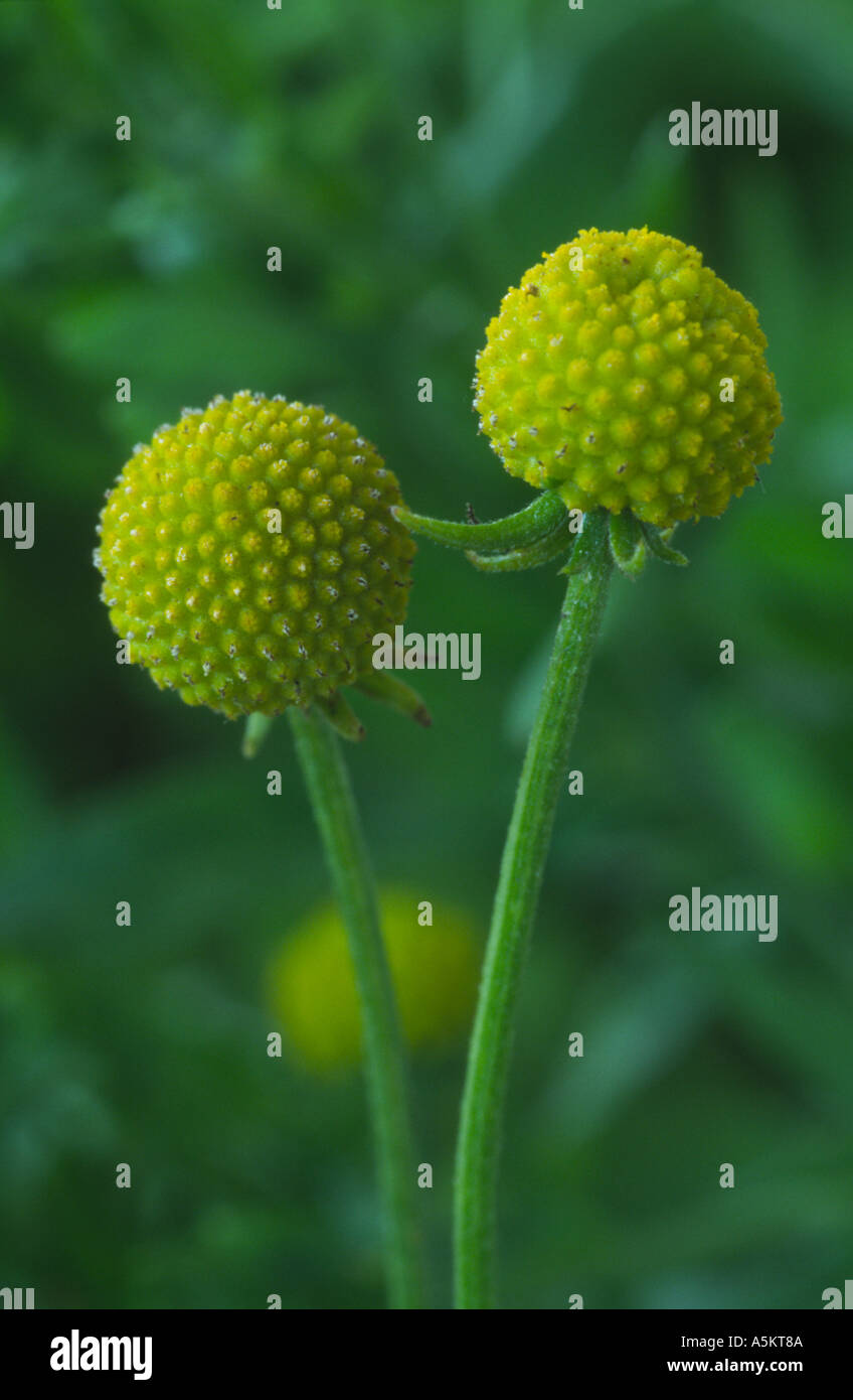 Helenium aromaticum hi-res stock photography and images - Alamy