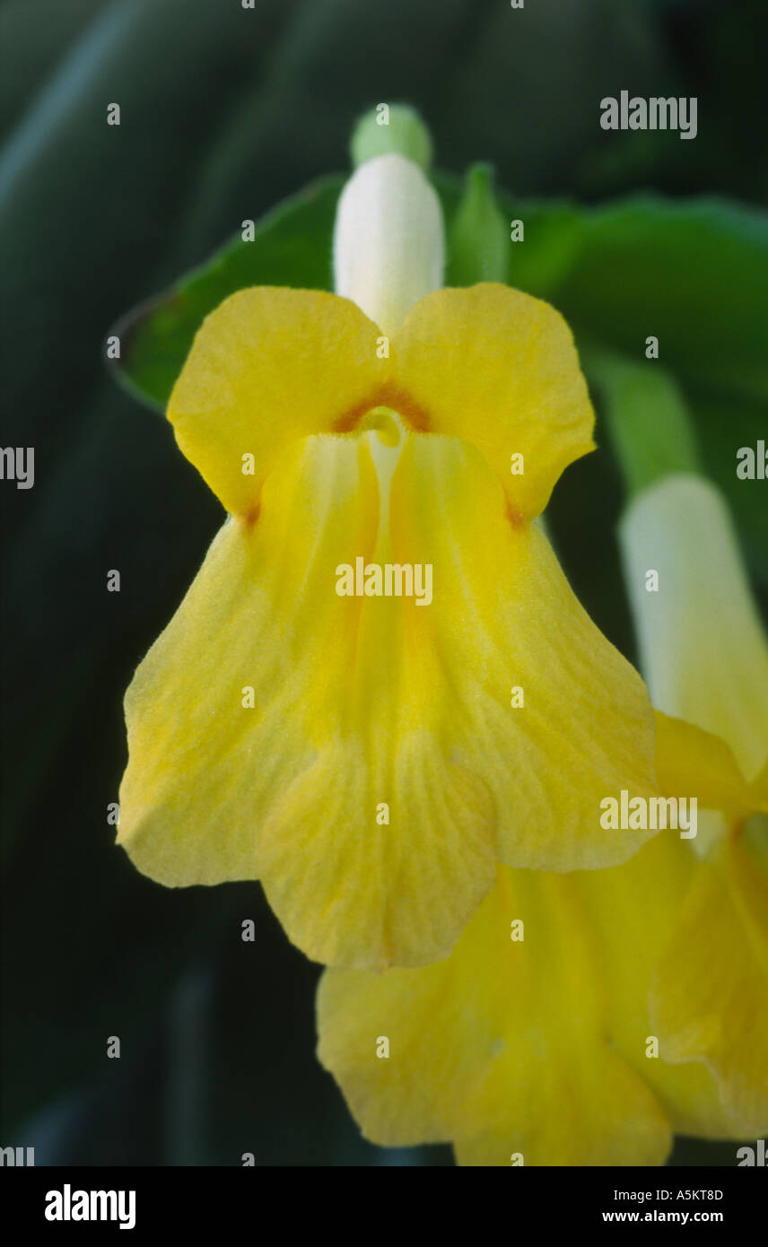 Chirita hi-res stock photography and images - Alamy