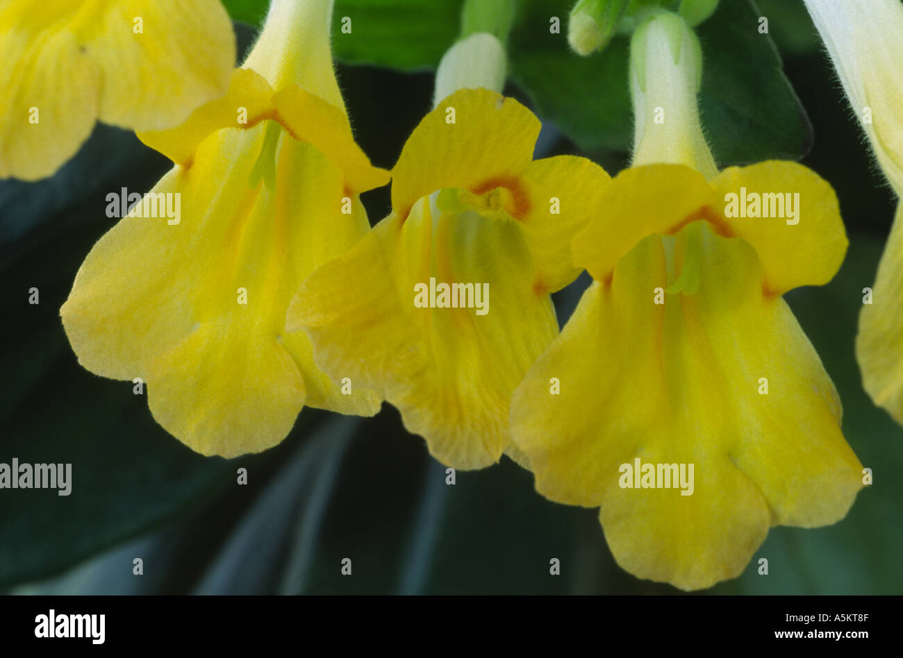 Chirita hi-res stock photography and images - Alamy