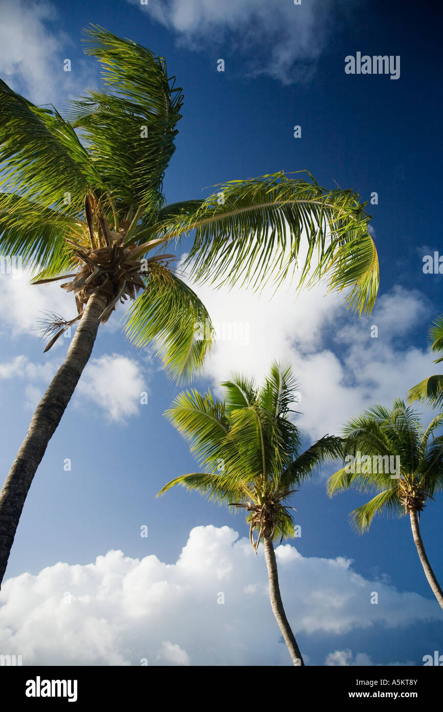 Low angle view of palm trees Stock Photo - Alamy