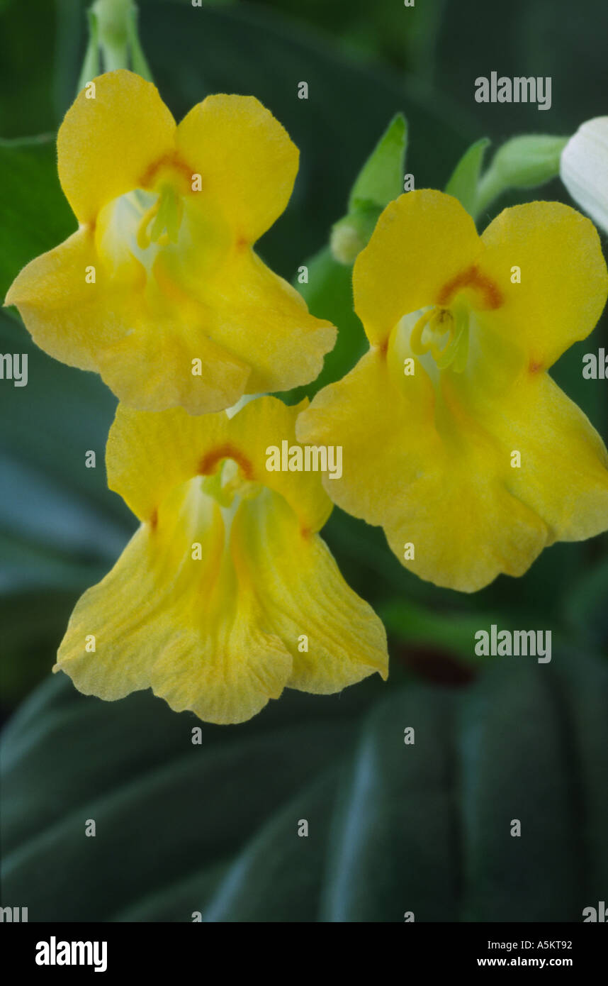 Chirita hi-res stock photography and images - Alamy