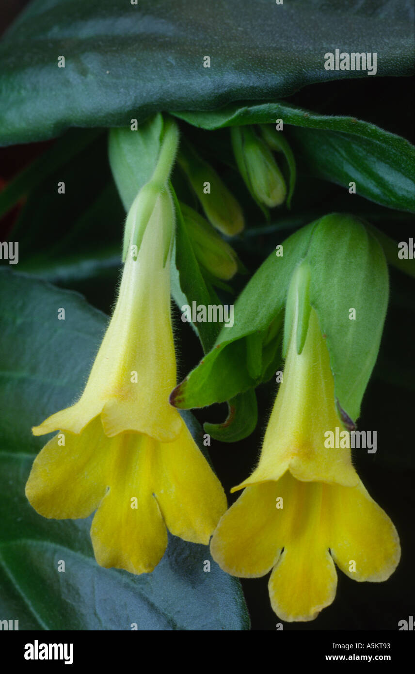 Chirita hi-res stock photography and images - Alamy