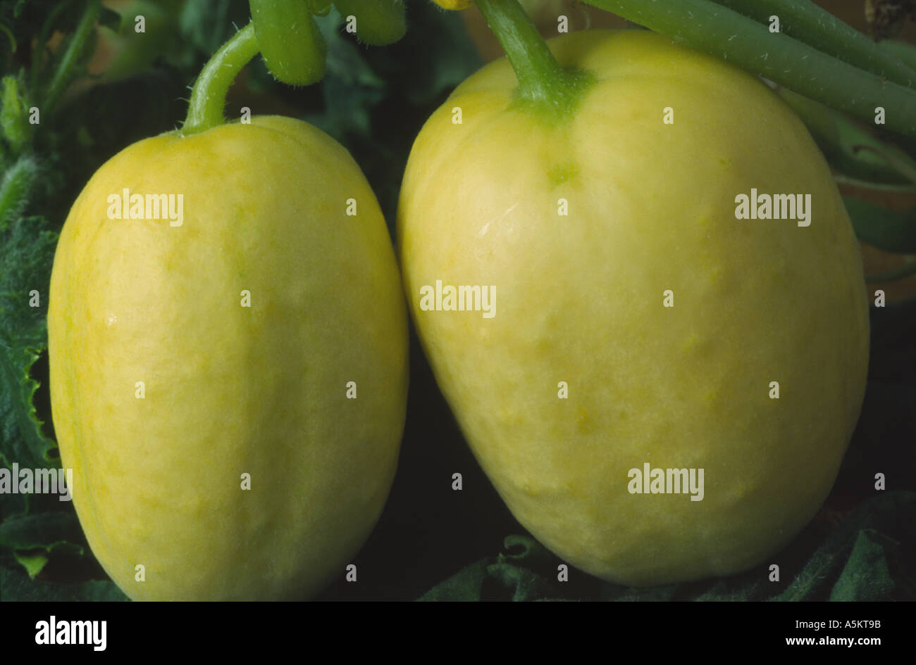 Cucumis sativus 'Crystal Apple'. Round white cucumber Stock Photo - Alamy